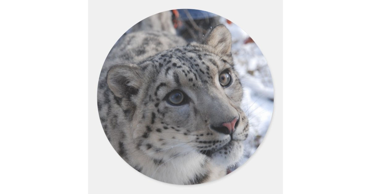 snow leopard stickers | Zazzle