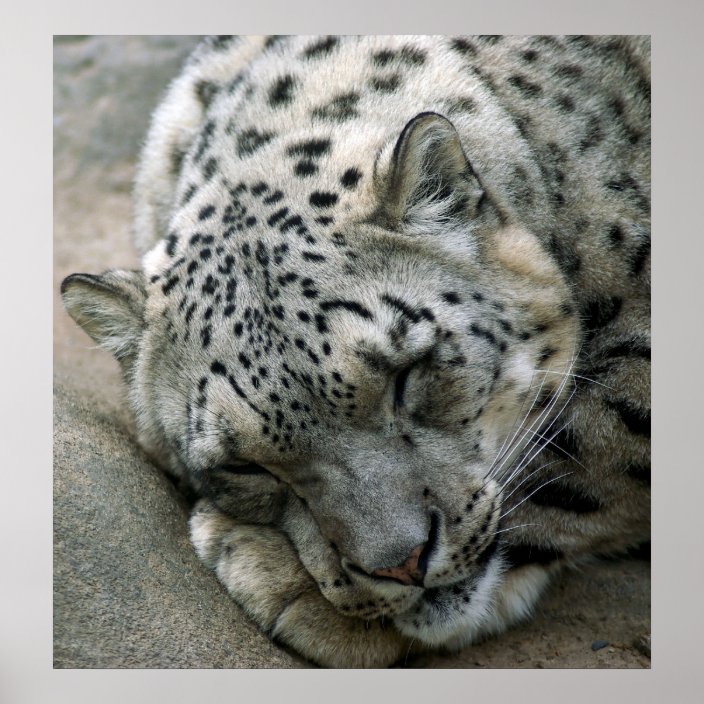 Snow Leopard - Sweet Dreams Poster | Zazzle.com