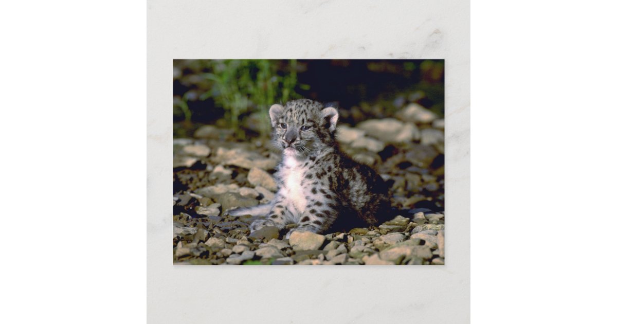 Snow leopard, young cub postcard | Zazzle