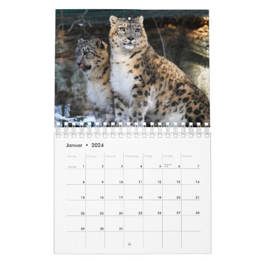 Snow leopards as a calendar | Zazzle