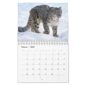 Snow leopards as a calendar | Zazzle