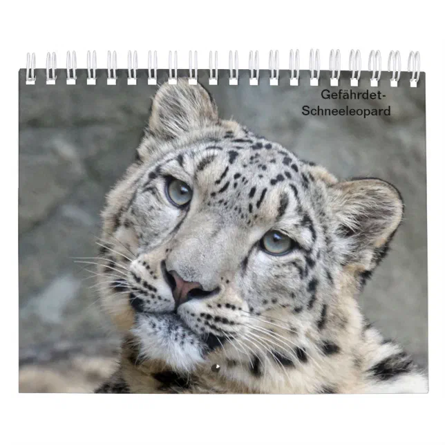 Snow leopards as a calendar | Zazzle
