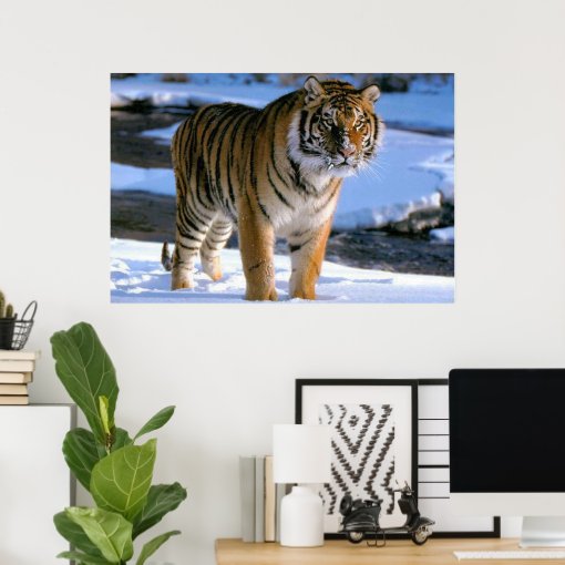Snow Loving Tiger Poster | Zazzle