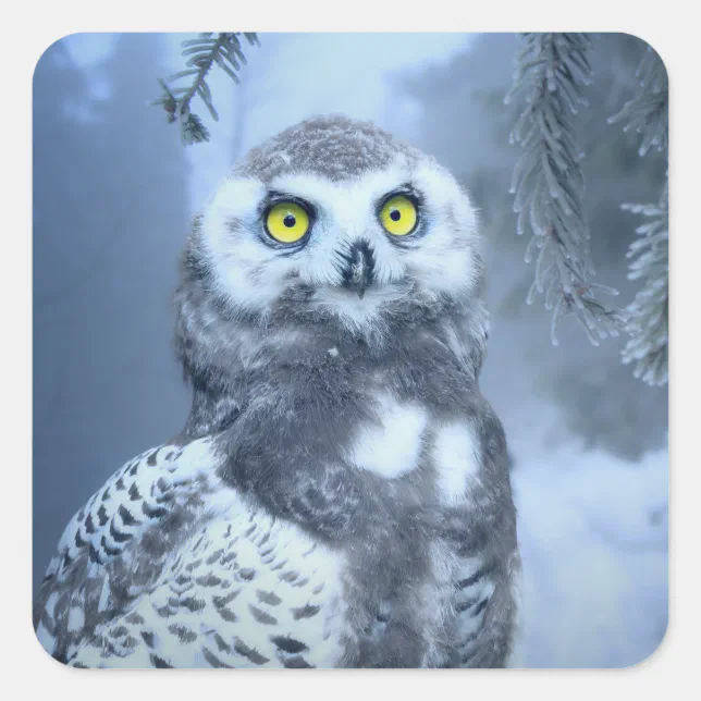 snow owl stickers | Zazzle