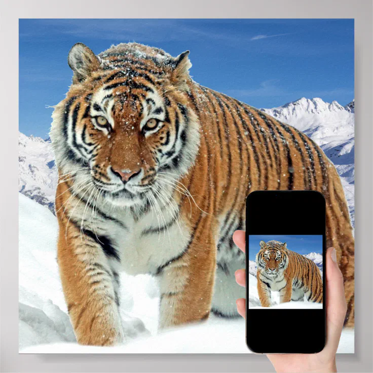 Snow Tiger Mountains Nature Winter Photo Poster | Zazzle