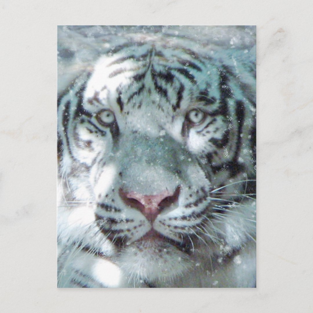Snow White Tiger Postcard | Zazzle