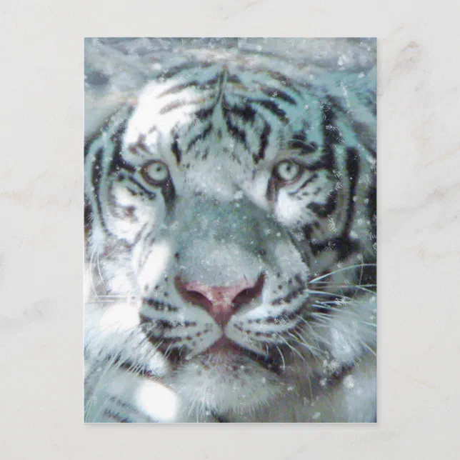 Snow White Tiger Postcard | Zazzle