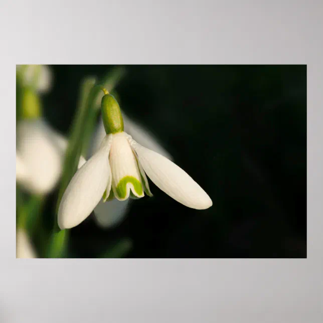 Snowdrop close up with black background poster | Zazzle