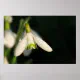 Snowdrop close up with black background poster | Zazzle