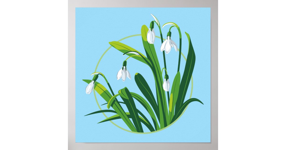 Snowdrop Flowers Poster | Zazzle