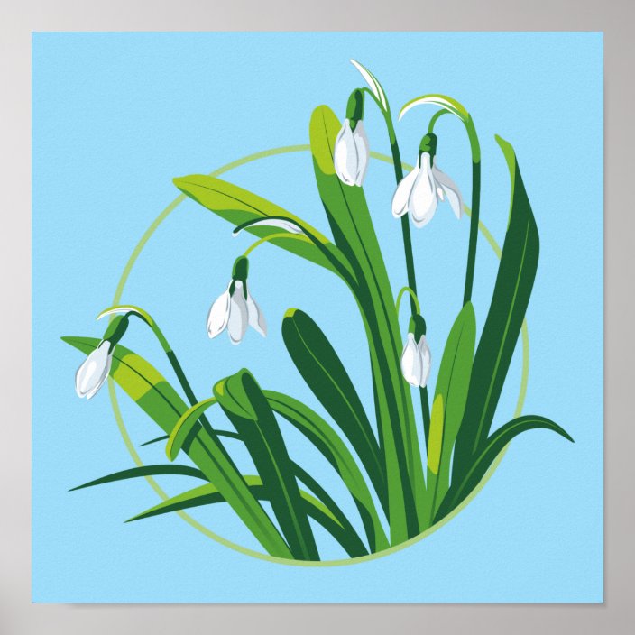 Snowdrop Flowers Poster | Zazzle.com