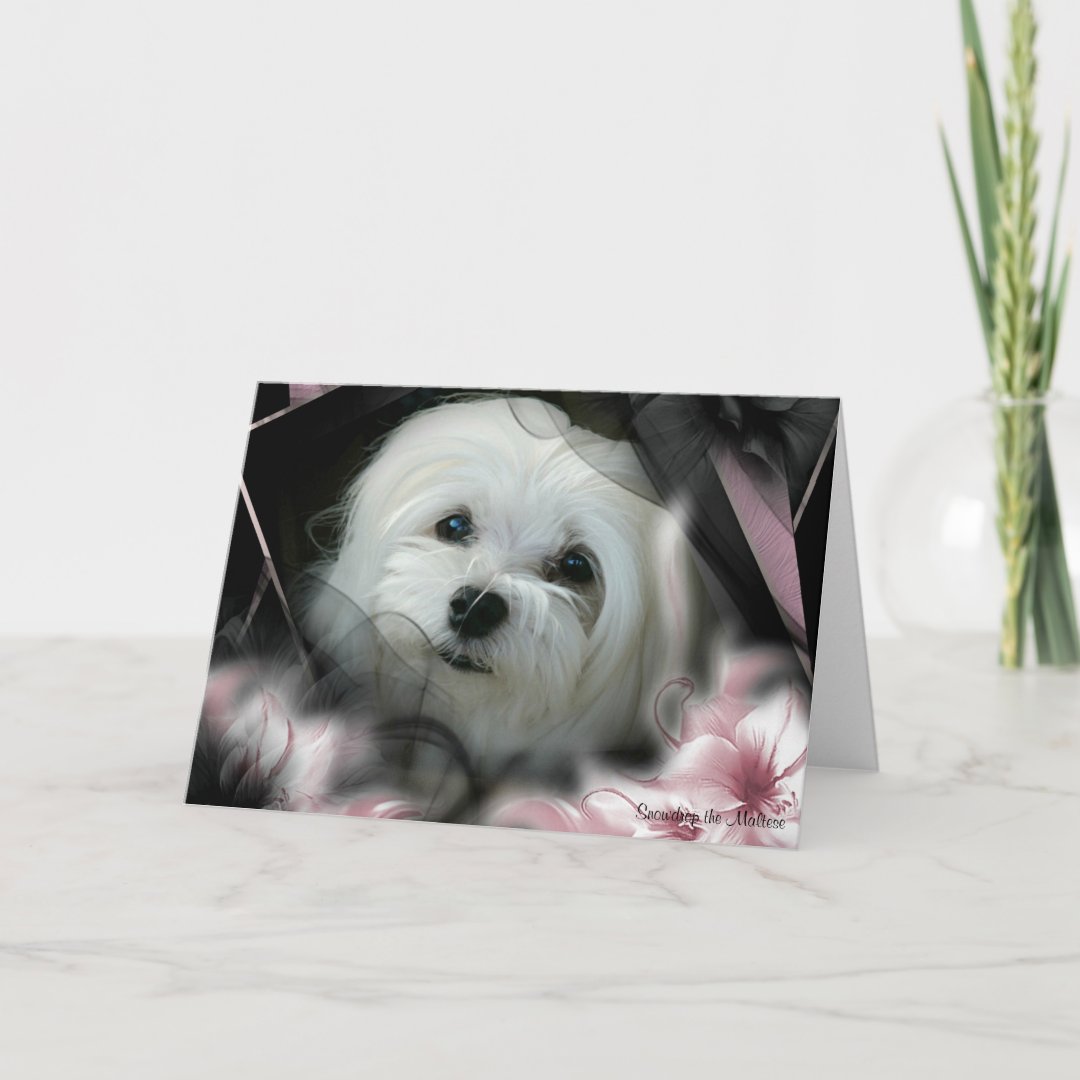 Snowdrop the Maltese Birthday Card | Zazzle