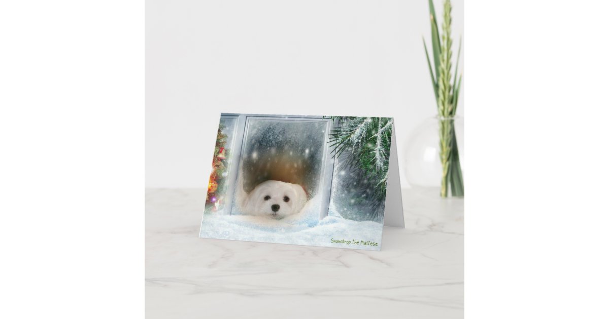 Snowdrop the Maltese Christmas Card | Zazzle