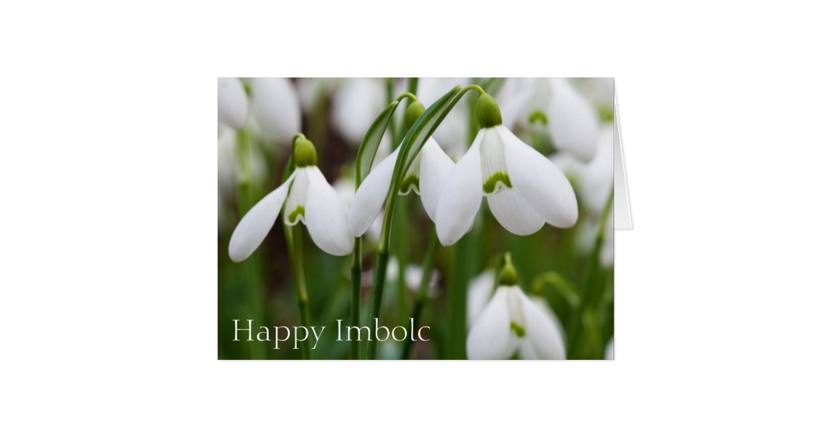 Snowdrops - Happy Imbolc | Zazzle