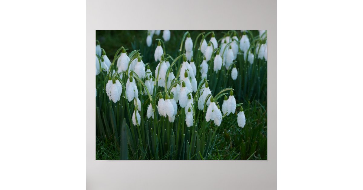 Snowdrops Poster | Zazzle