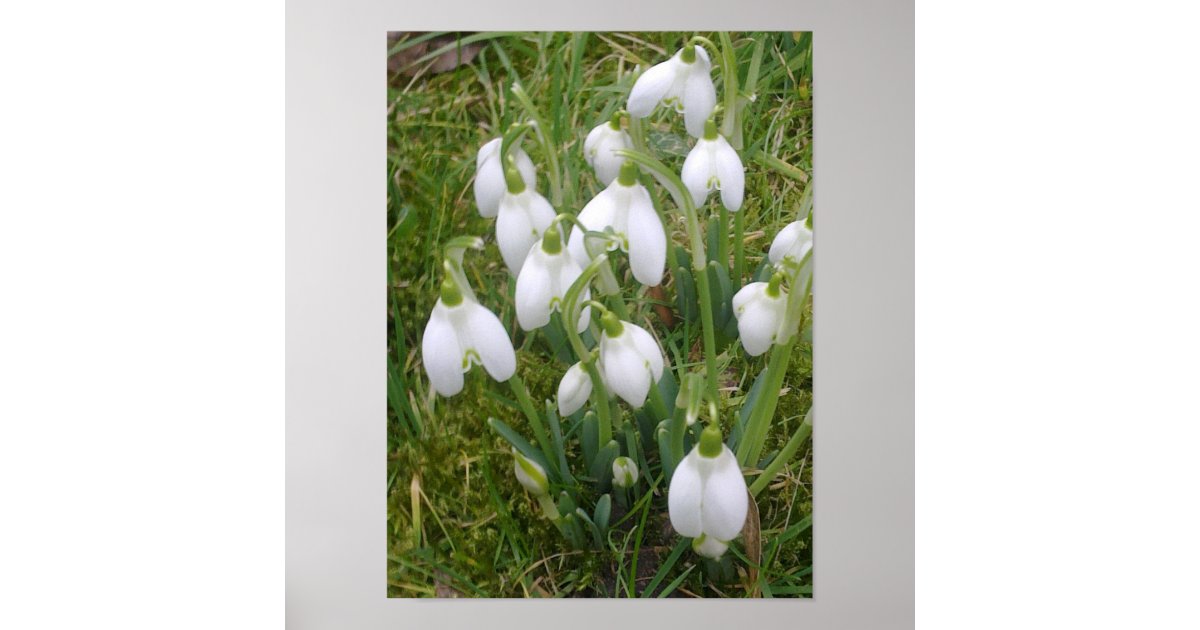 Snowdrops Poster | Zazzle