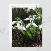 Snowdrops Spring Flowers Postcard | Zazzle