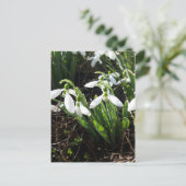 Snowdrops Spring Flowers Postcard | Zazzle