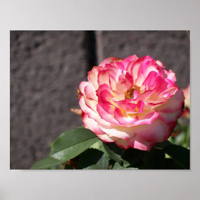 Snowfire rose poster | Zazzle