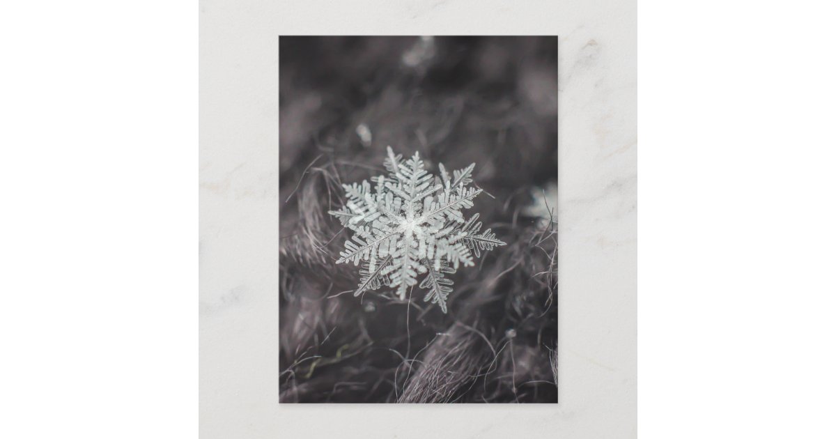 Snowflake Layers - Macro Postcard | Zazzle