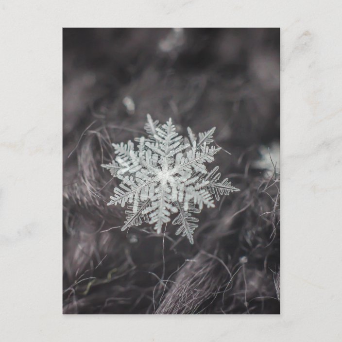 Snowflake Layers - Macro Postcard | Zazzle.com