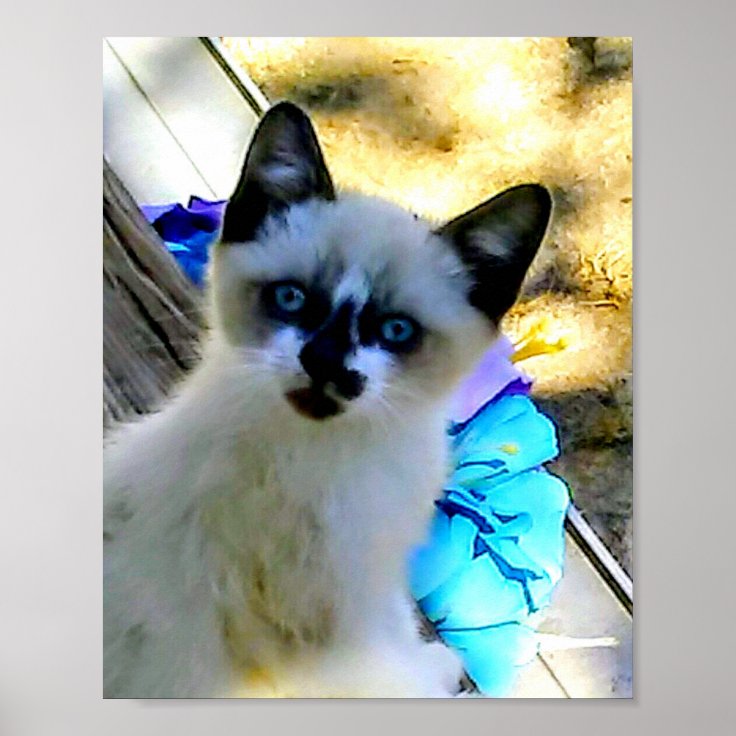 Snowshoe Cat Poster | Zazzle