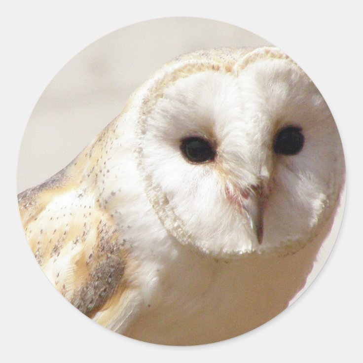 Snowy Barn Owl Stickers | Zazzle