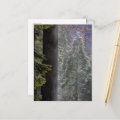 Snowy Mist in the Forest Postcard | Zazzle