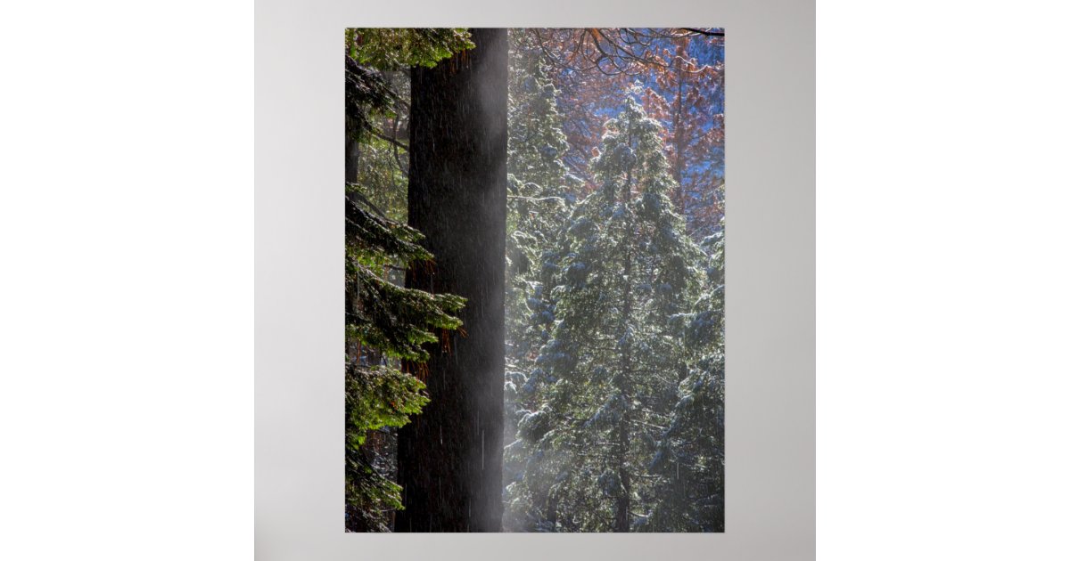 Snowy Mist in the Forest Poster | Zazzle
