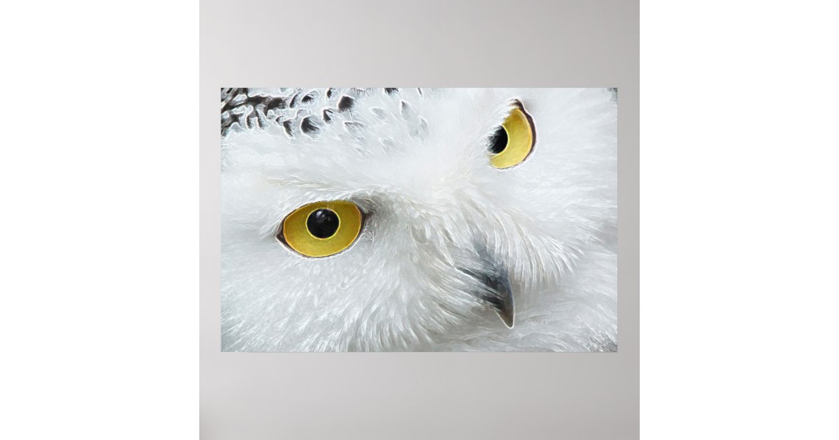 SNOWY OWL EYES POSTER | Zazzle