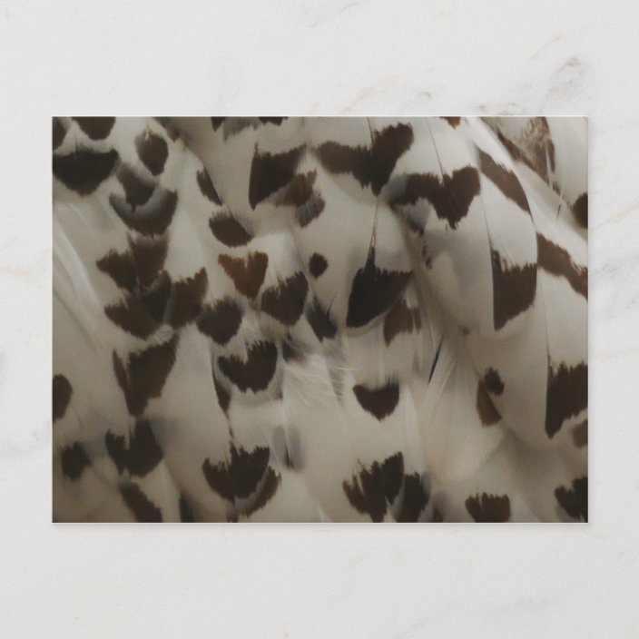 Snowy Owl Feathers Postcard | Zazzle.com