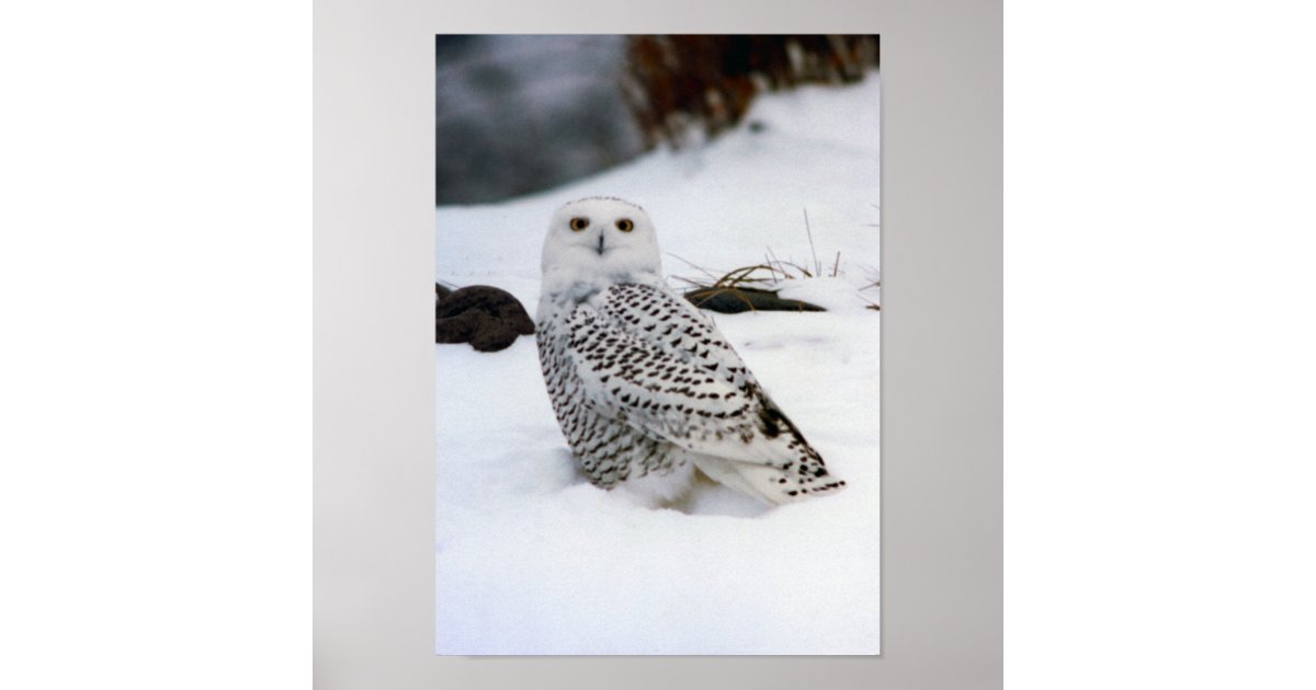 Snowy Owl in the Snow Poster Print | Zazzle