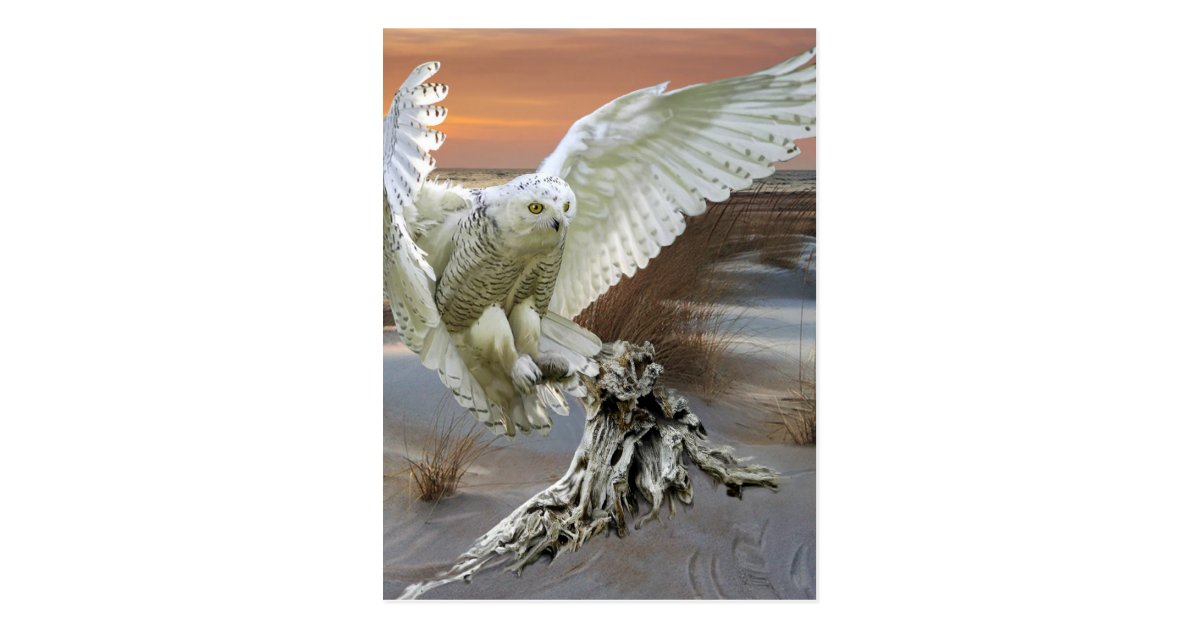 Snowy Owl Postcard | Zazzle.com