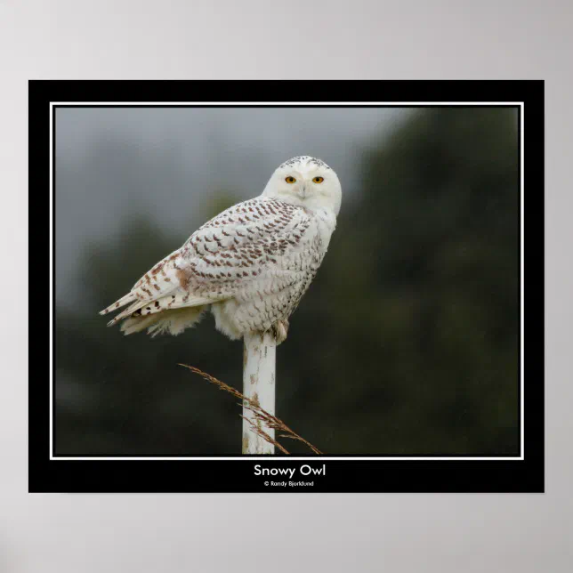 Snowy Owl Poster | Zazzle