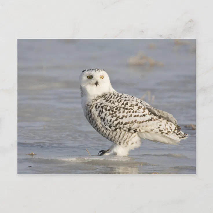 Snowy owl standing on ice, a mouse's tail postcard | Zazzle