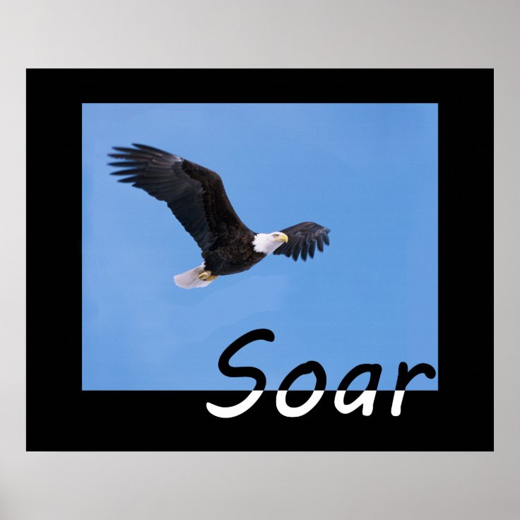 Soar Poster | Zazzle