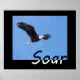 Soar Poster | Zazzle