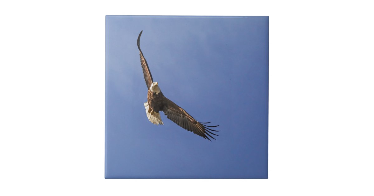 Soaring Bald Eagle Ceramic Tile | Zazzle