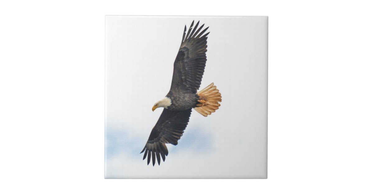 Soaring Bald Eagle Wildife Photo Art Ceramic Tile | Zazzle