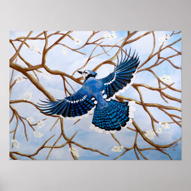 Soaring Blue Jay Poster | Zazzle