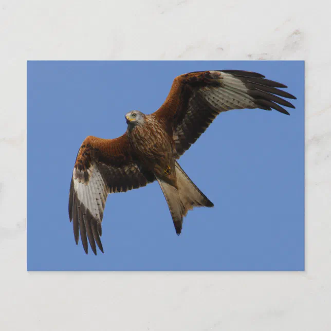 Soaring Red Kite Postcard | Zazzle