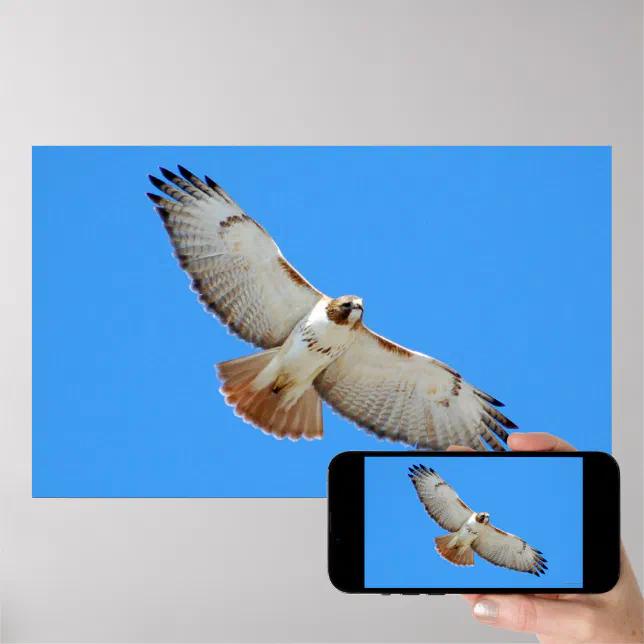Soaring Red-Tailed Hawk Poster | Zazzle