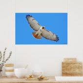 Soaring Red-Tailed Hawk Poster | Zazzle