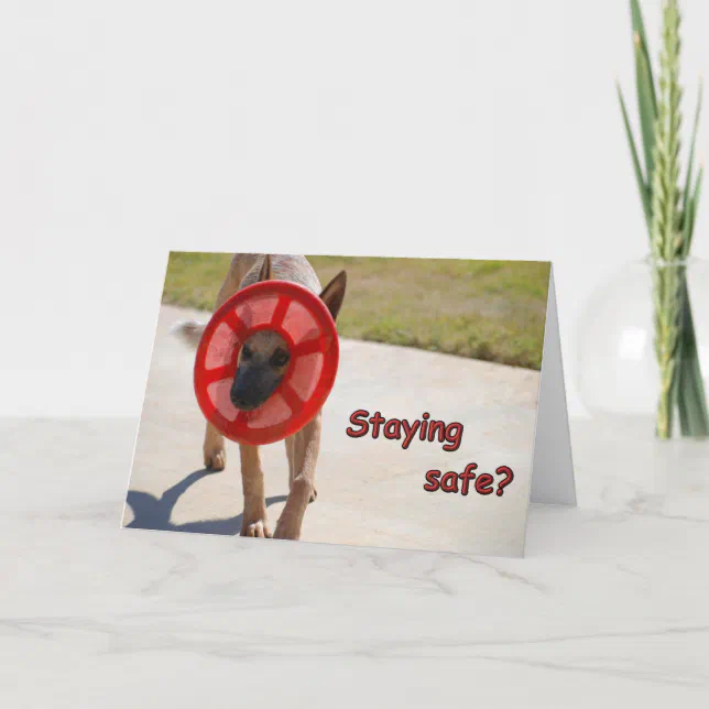 Social Distancing Dog Card | Zazzle