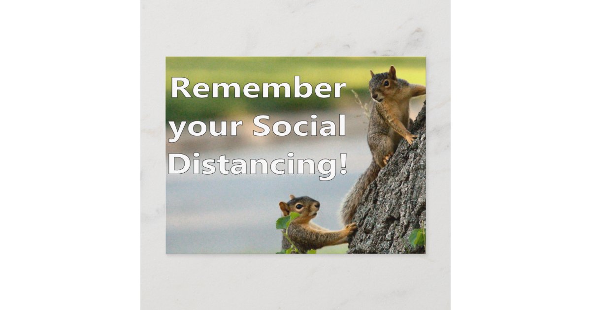 Social Squirrels Postcard | Zazzle