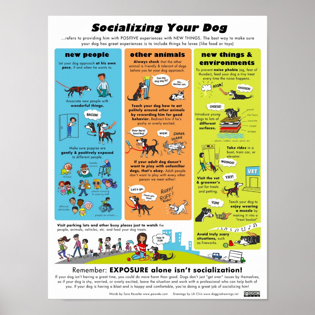 Socializing Your Dog Poster | Zazzle