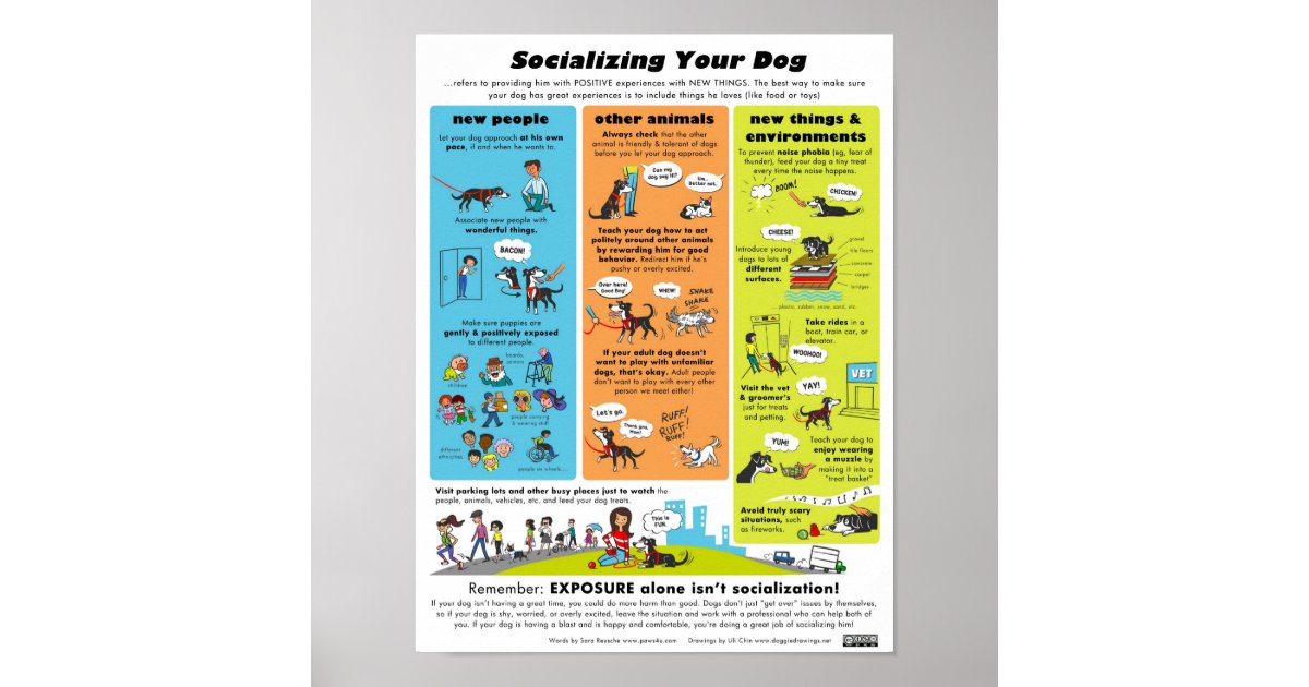 Socializing Your Dog Poster | Zazzle