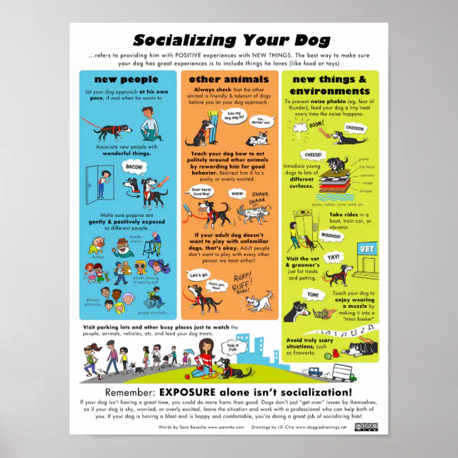 Socializing Your Dog Poster | Zazzle