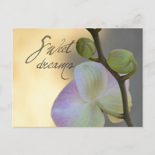 Sogni D'oro (sweet dreams) Orchid Postcard | Zazzle