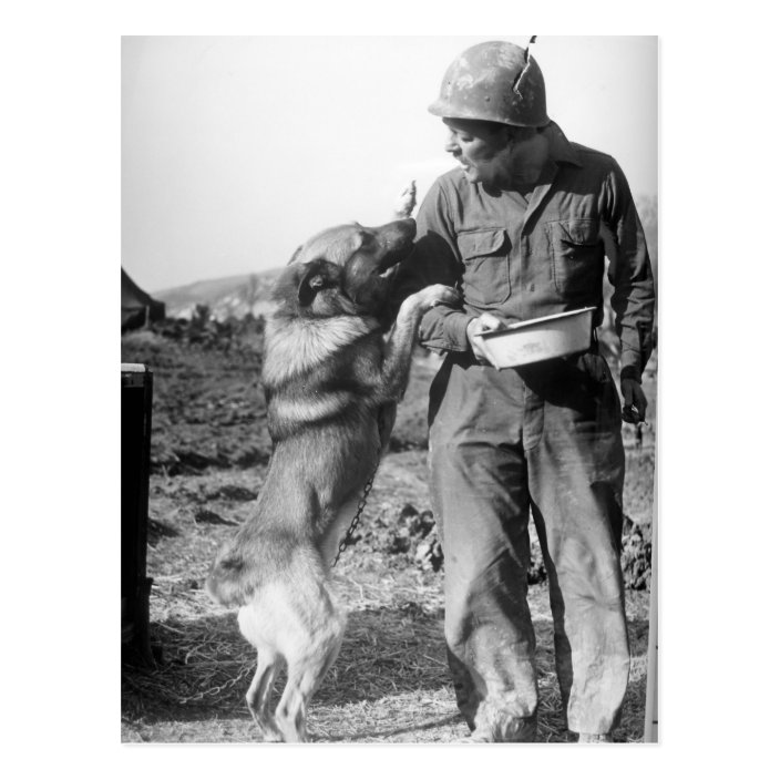 Soldier and His German Shepherd WWII Postcard | Zazzle.com